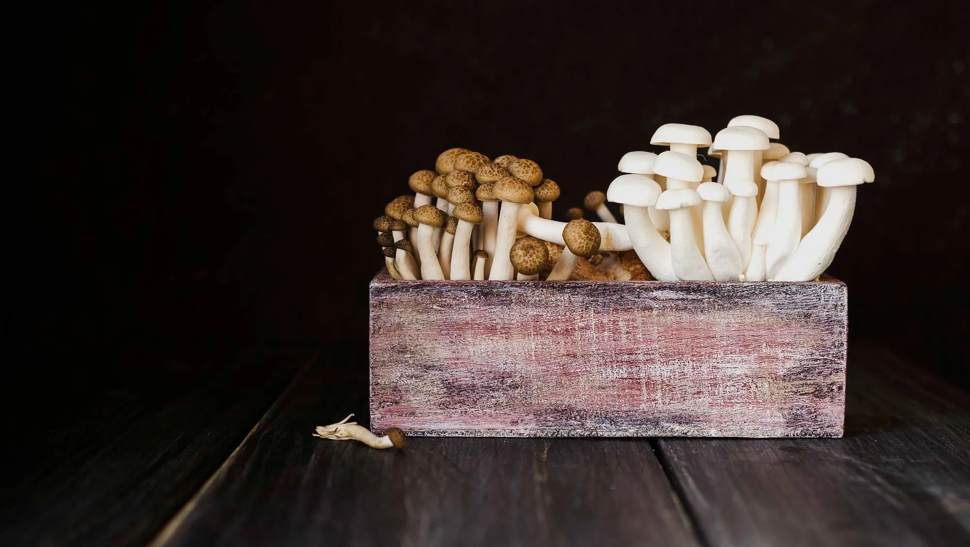 Paddo's kweken of toch kant-en-klare truffels? Dit is waarom een grow ...