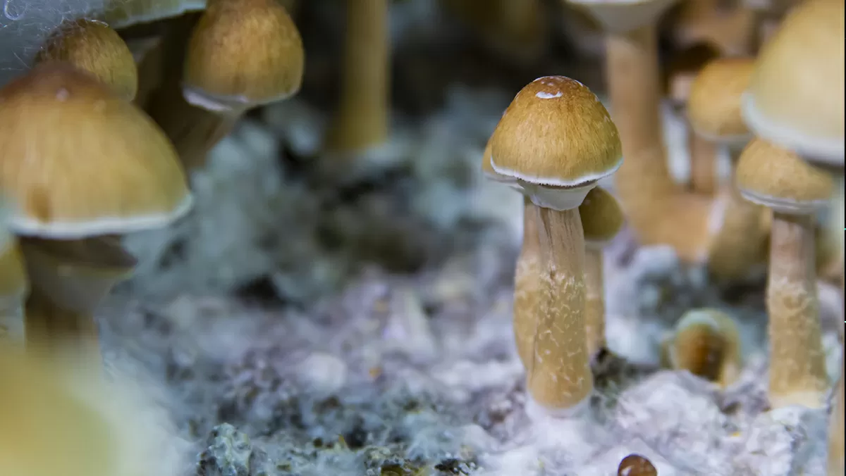 Zijn paddo’s legaal? En hoe zit het met magic truffels?