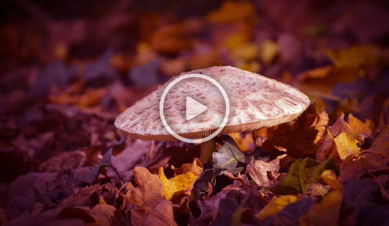 5 geweldige documentaires over psychedelica | Dutch-Smart