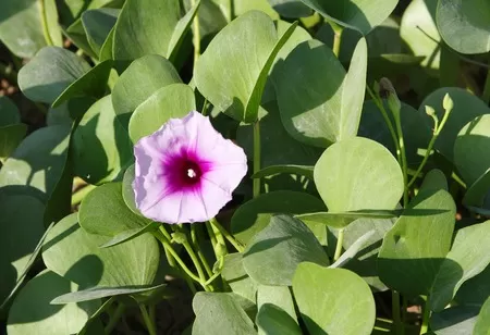 LSA en LSD: wat moet je weten? | Dutch-Smart