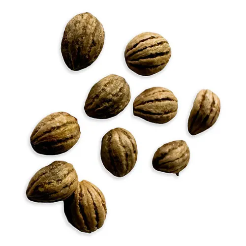 Chacruna zaden - Psychotria viridis | Dutch-smart