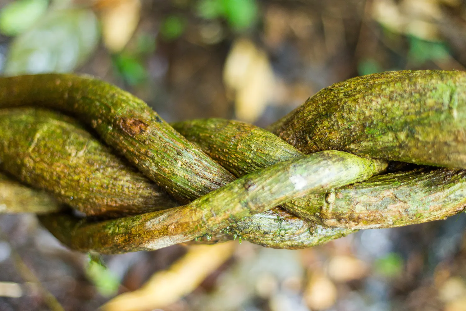 Banisteriopsis Caapi Kweken | Avalon Magic Plants