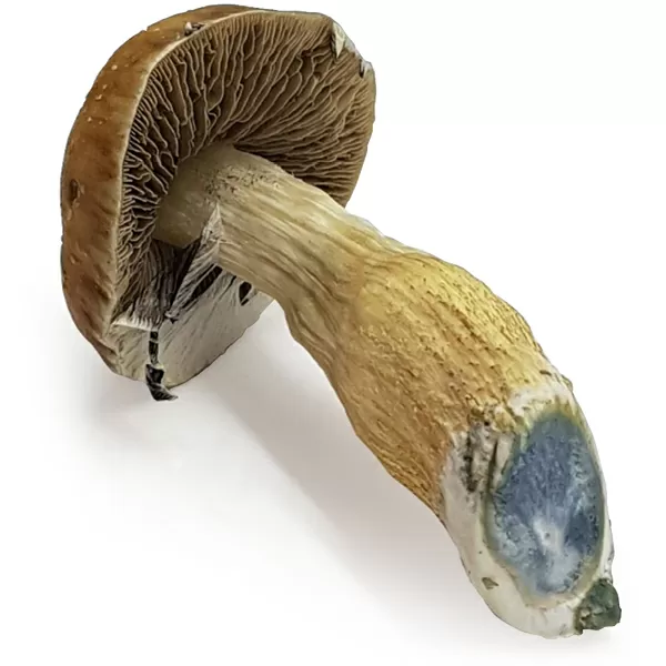 Extremely high potency - Freshmushrooms grow kits | Avalon