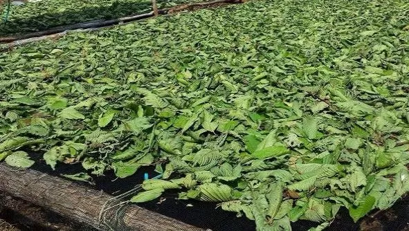 Everything you need to know about kratom | Avalon Magic Plants