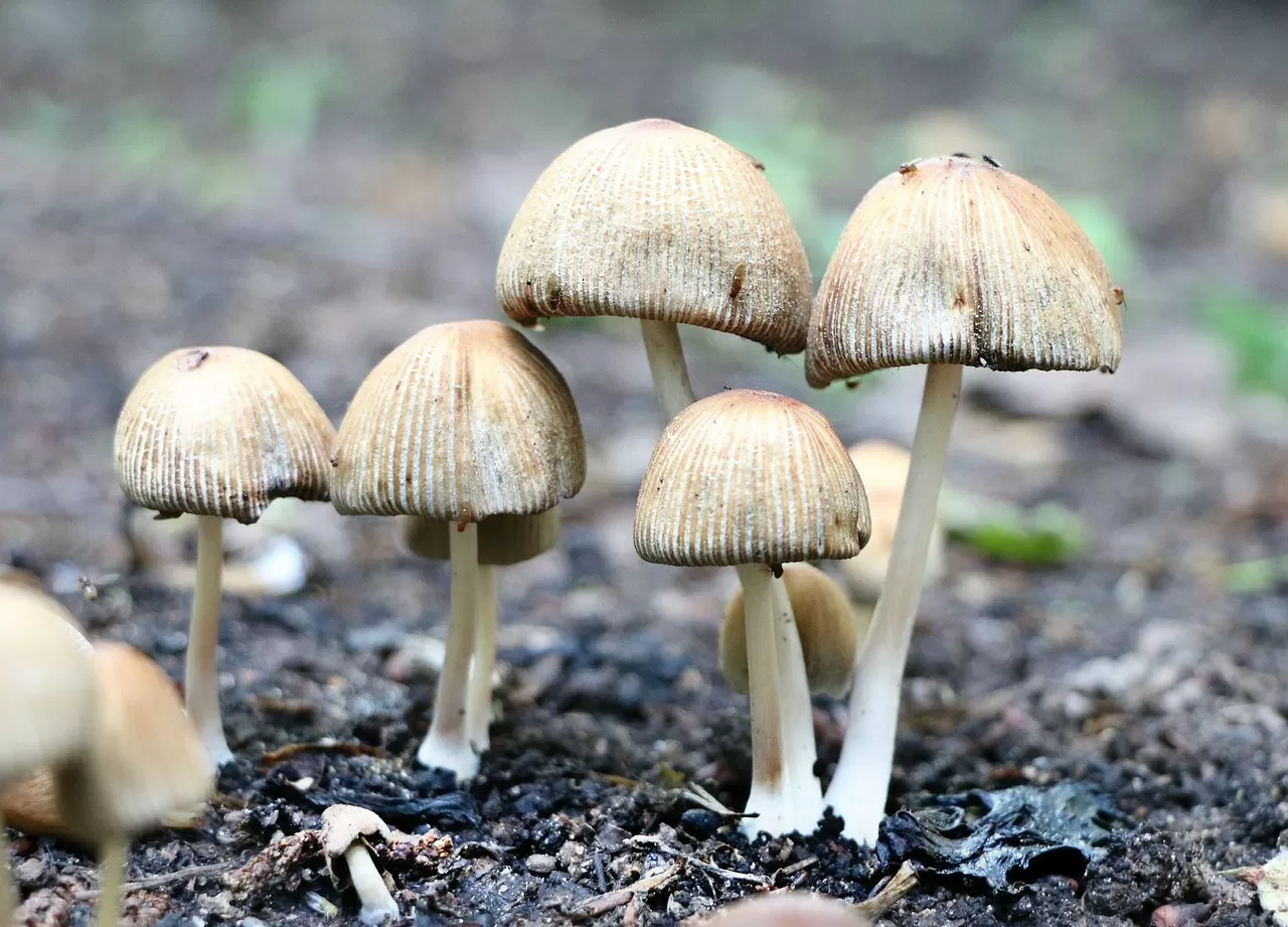 What is mycelium and what does it do? | Avalon Magic Plants