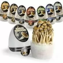 Grow your own magic mushrooms | Avalon Magic Plants