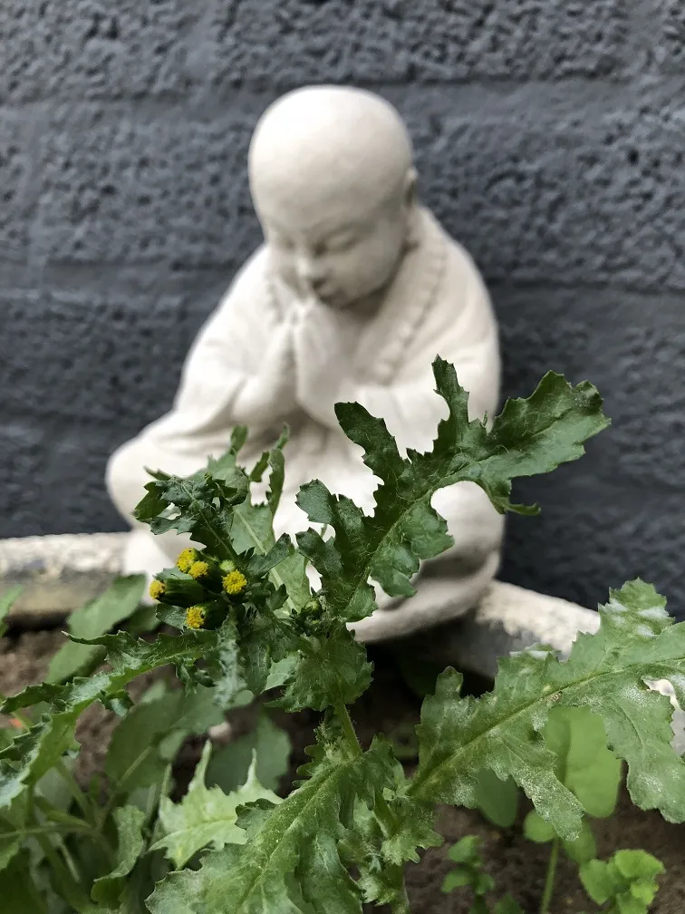 Zittende Shaolin monnik - biddend - stenen beeld - wit