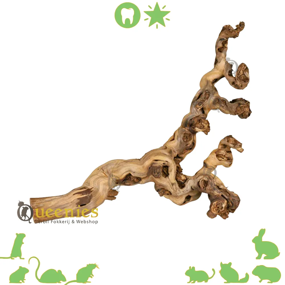 Wijnrank gezandstraald, XL - Natuurlijke uitstraling van uw terrarium