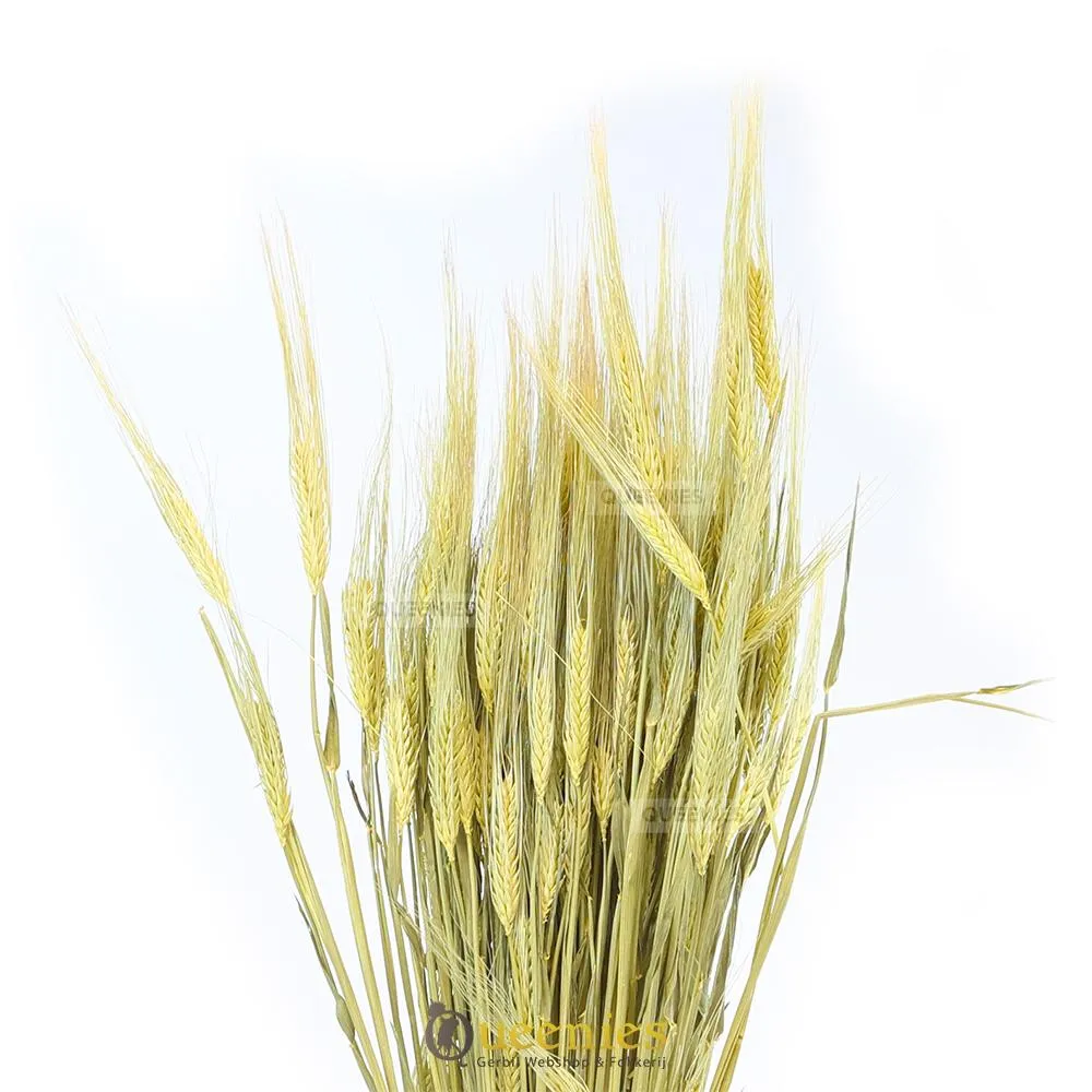 Gedroogde gerst voor knaagdieren zoals Gerbils en hamsters