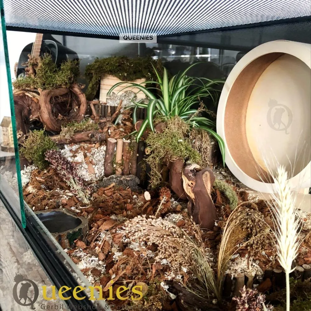 Grote Goudhamster kooien van glas - Knaagdier Terrarium zonder plateau