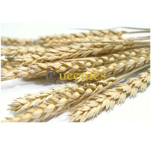 Hele Tarwe aren 20 stuks als gezonde voeding voor knaagdieren