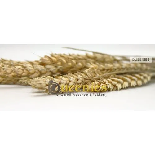 Hele Tarwe aren 20 stuks als gezonde voeding voor knaagdieren