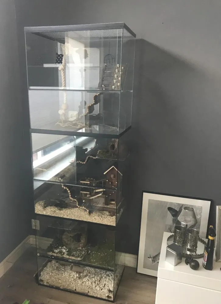Degoe terrarium 60x40x120, ook geschikt voor knaagdieren en gerbils