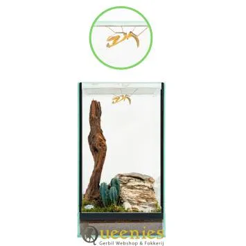 Insecten terrarium voor de kweek van spinnen of wandelende takken