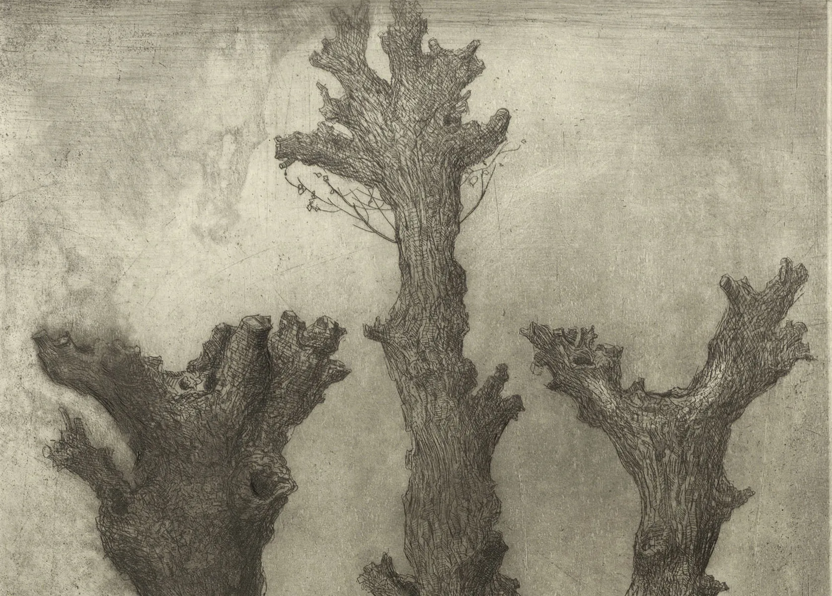 Kruisnetvisser, ets kopen van de Belgische etser Romain Malfliet