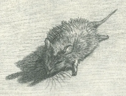 Achetez un dessin de 1987 de l'artiste belge Paul Van Dessel